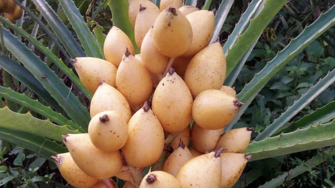 La piñuela | El Periódico de Panamá