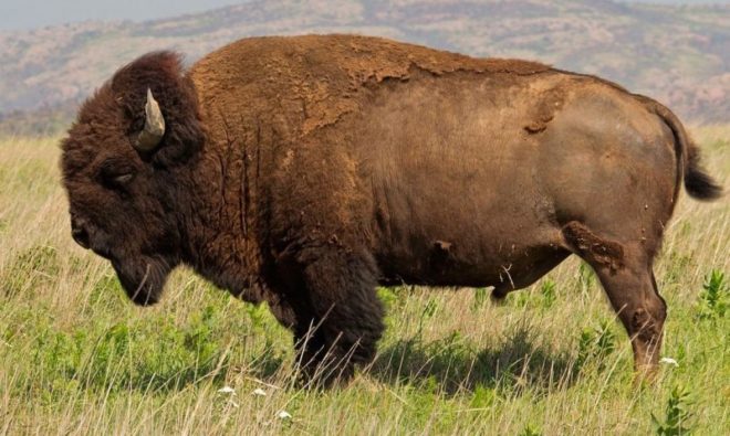 Los bisontes ‘renacen’ en Estados Unidos gracias a las tribus indígenas ...
