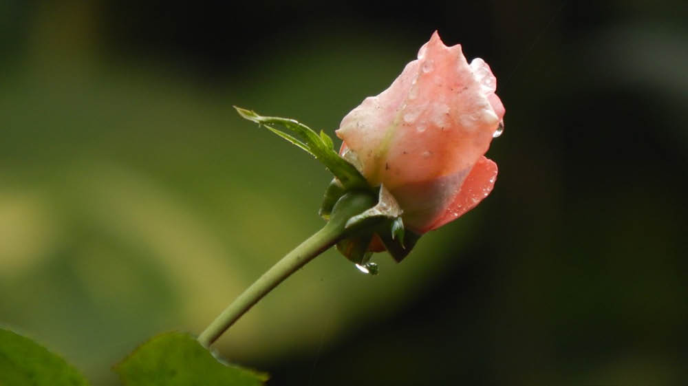 Déjalo ser (let it be) | El Periódico de Panamá